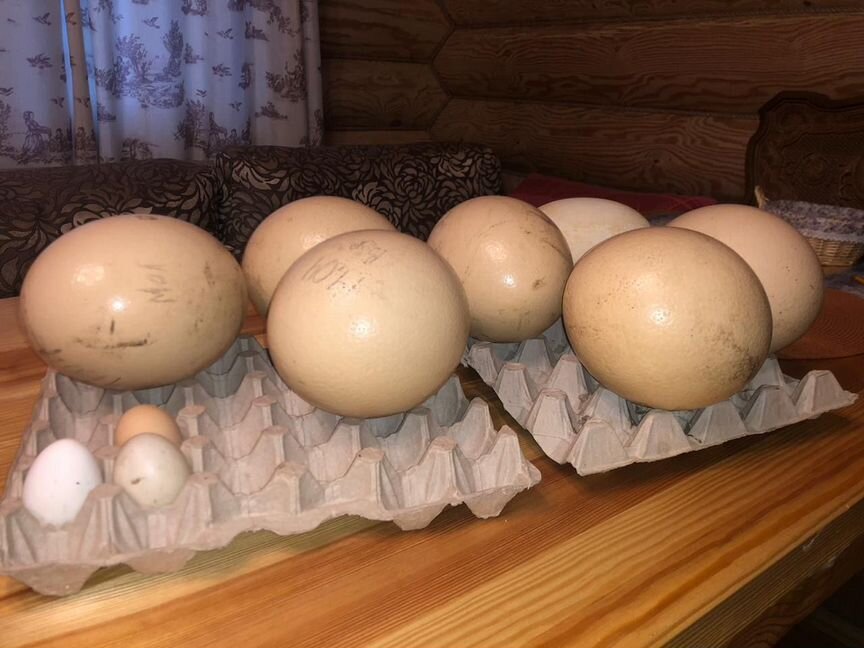 Страусиное яйцо