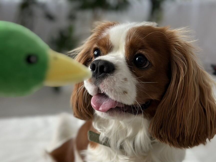 Кавалер кинг чарльз спаниель, вязка