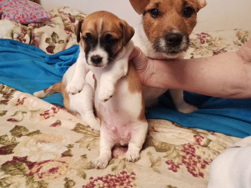 Щенки джек Рассел терьер