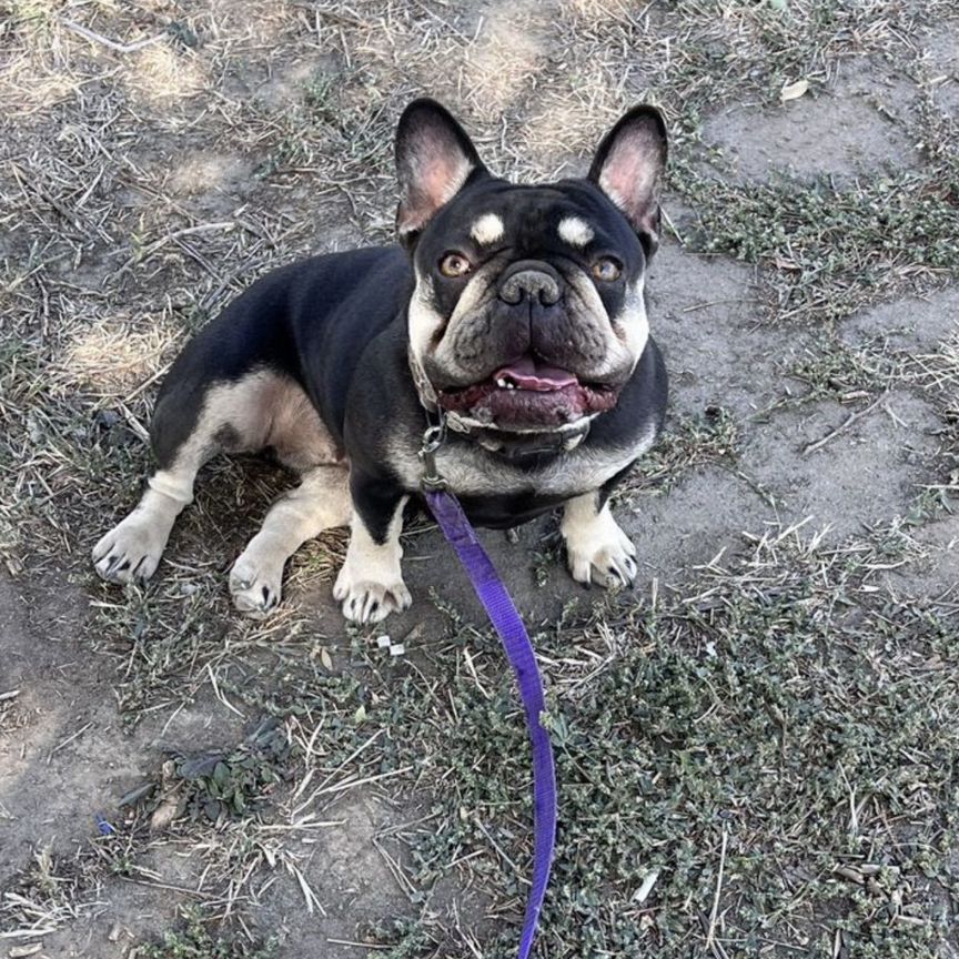 Какао тан 2.5г