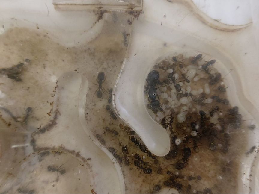 Муравьиная ферма с муравьями