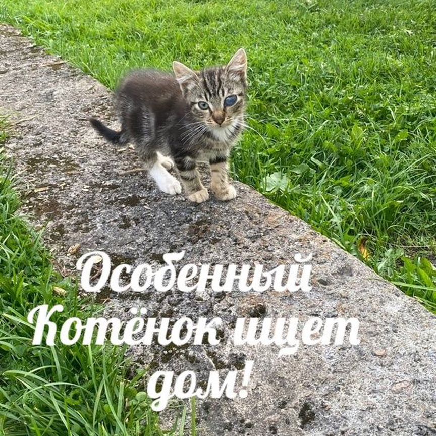 Особенный Кото Малыш