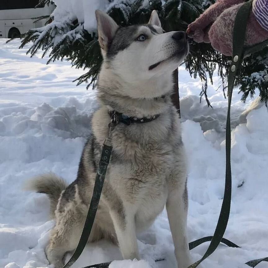 Сибирский хаски, взрослый пёс