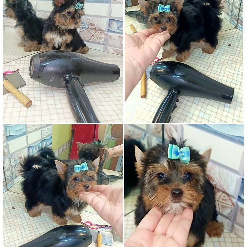 Джуниор