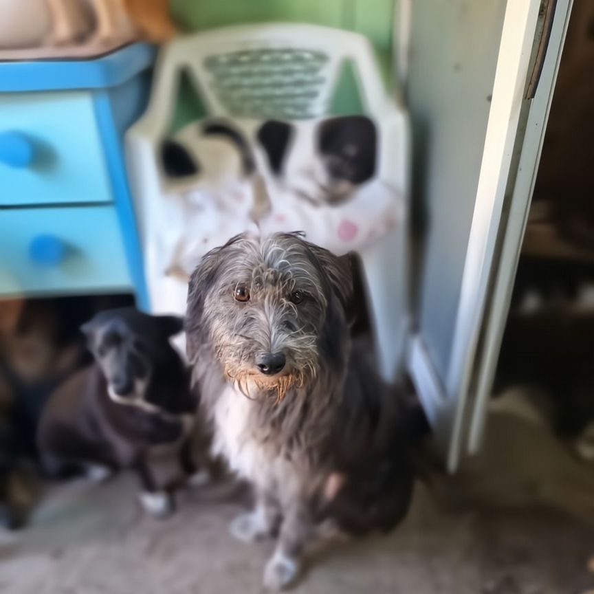 Взрослая собака в добрые руки