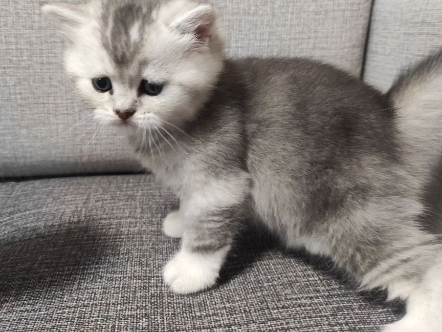 Шотландские котята