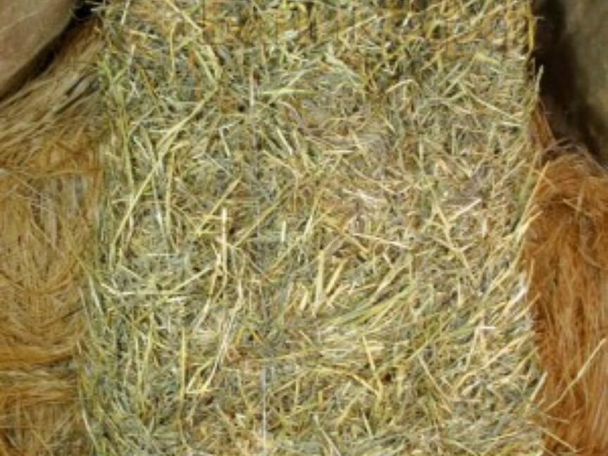 Сено в кипах/тюках