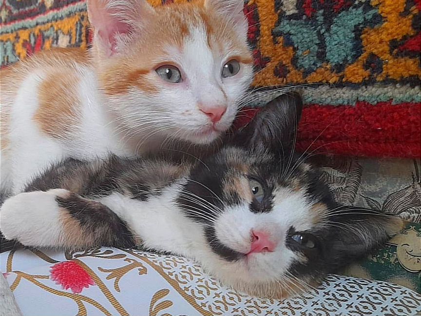 Котята в Дар