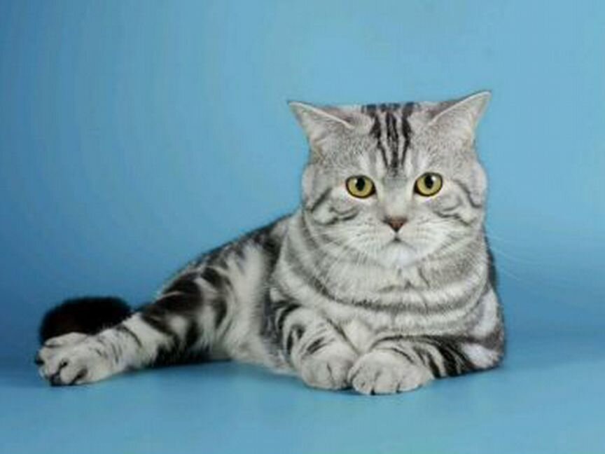 Шатланские вислоухие котята