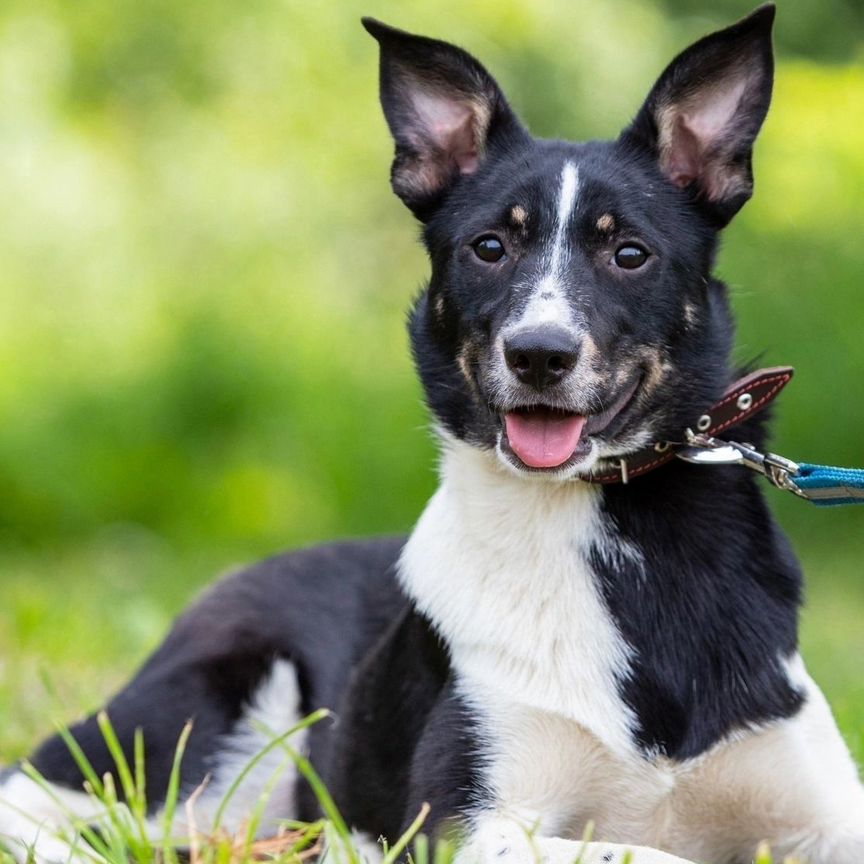 Отдам бесплатно собаку Лари