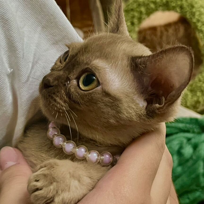 Европейский бурманский котёнок