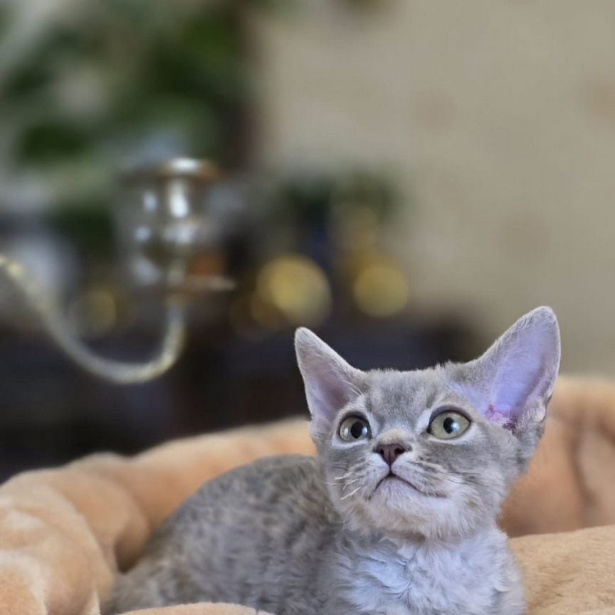 Голубая кудрявая девочка