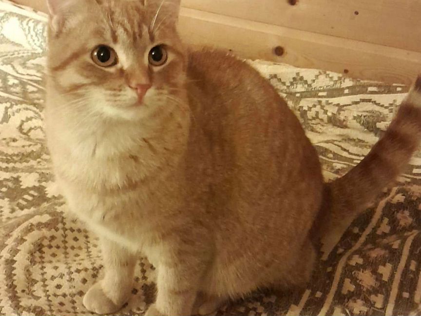 Котенок подросток- рыжая кошечка