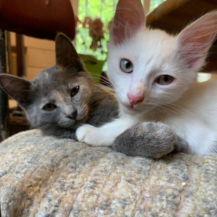 Отдам котят в добрые руки