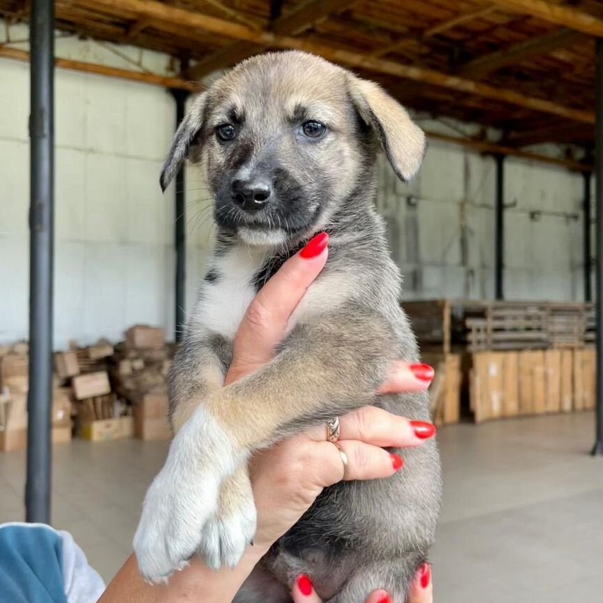 Щенок в добрые руки