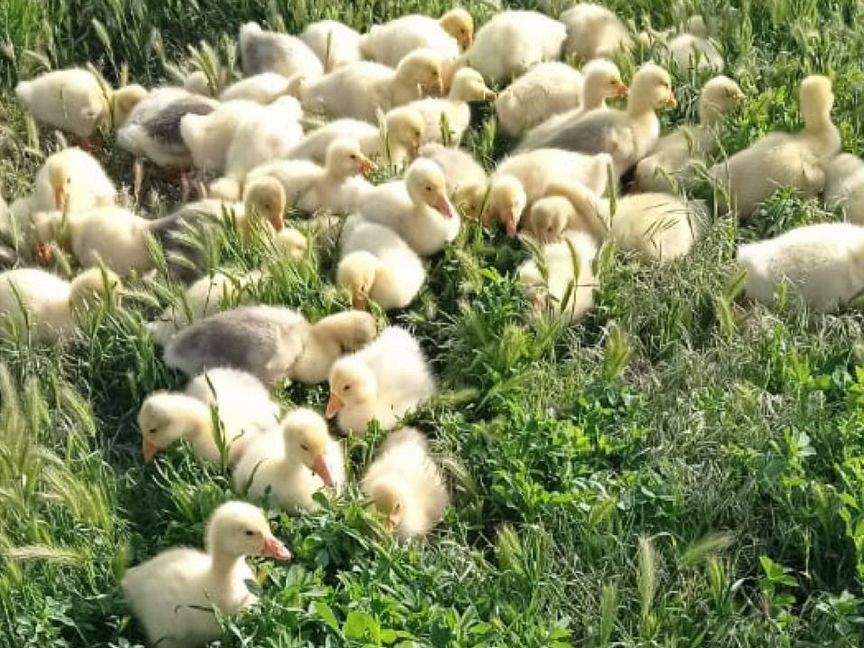 Гусята, индюшата