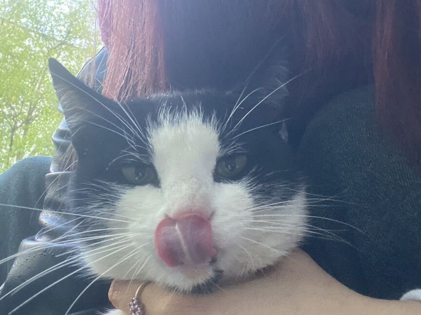 Кошка в добрые руки