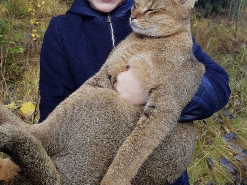 Чаузи Ф1 мальчик
