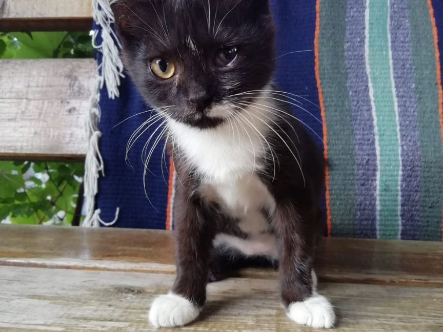 Котенок счастливый