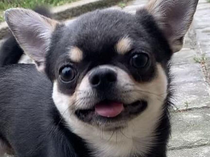 Чихуахуа кобель голубо-подпалый. Вязка