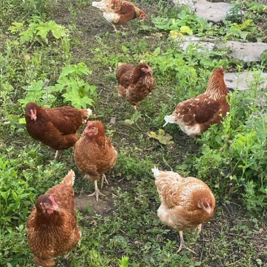 Куры молодки