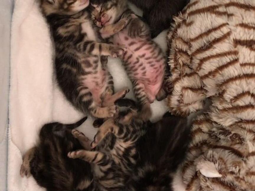 Котята мейн-кун метис