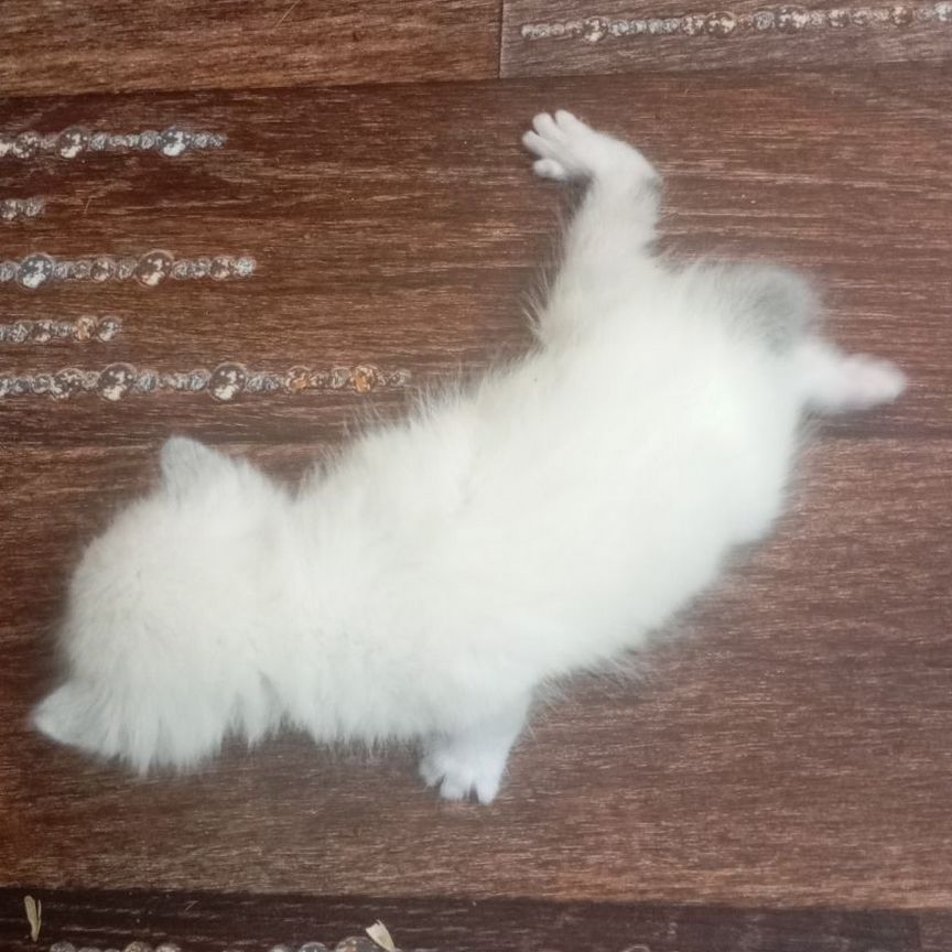 Милые котята, в хорошие руки