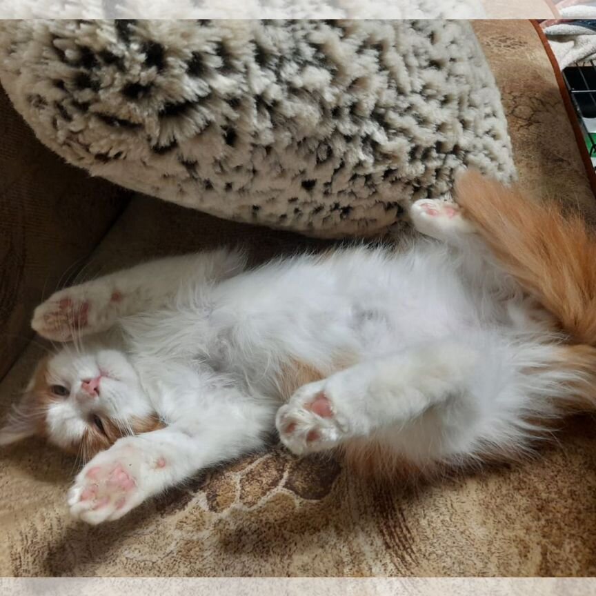 Бело-рыжий котёнок