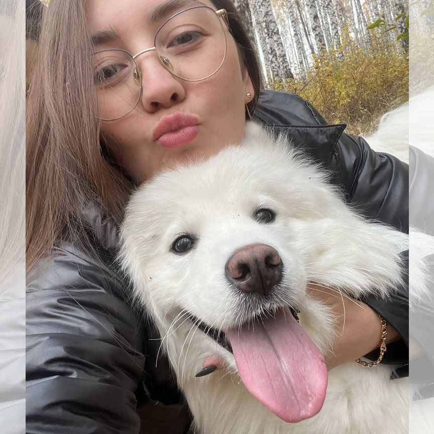 Самоедская собака, щенок