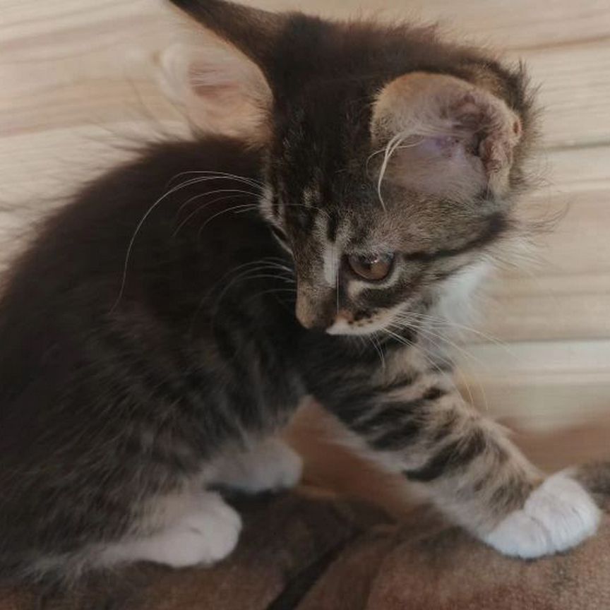 Котёнок в добрые руки