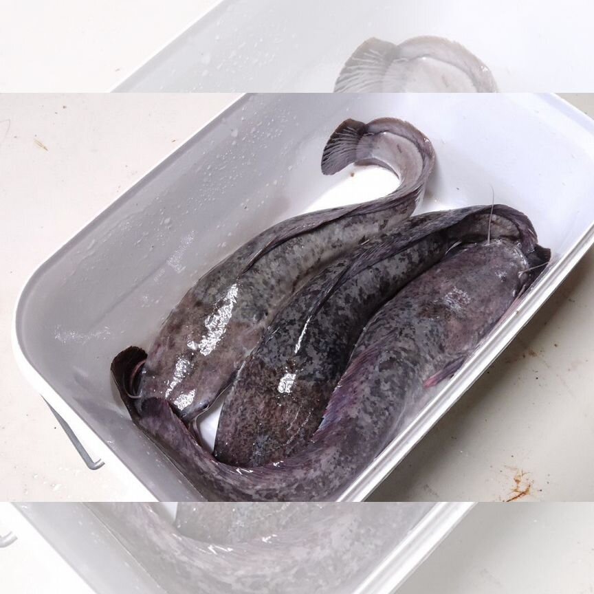 Клариевый сом