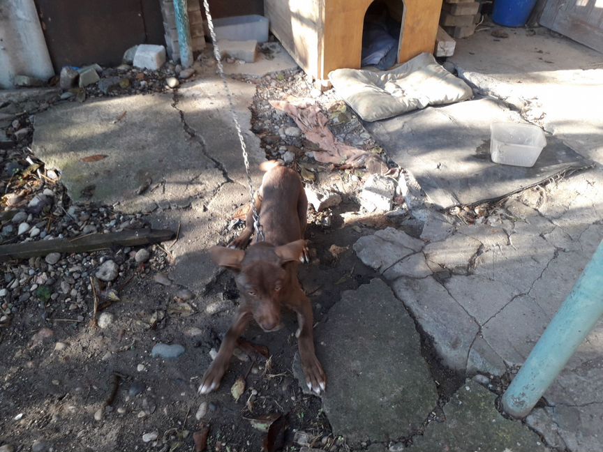 Щенок Курцхаара(Дратхаар)