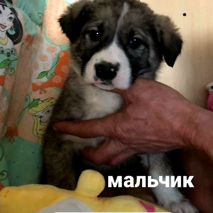 Щенок 2 мес.кобелек