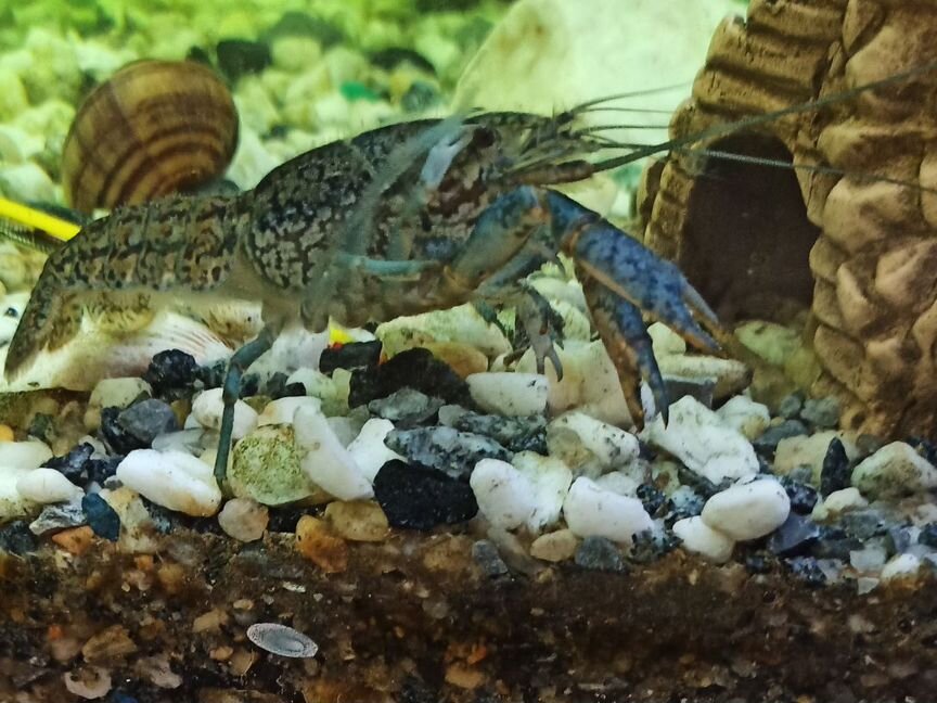 Мраморный рак