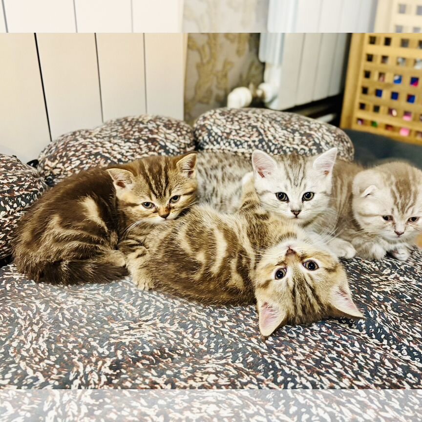 Шотландские котята