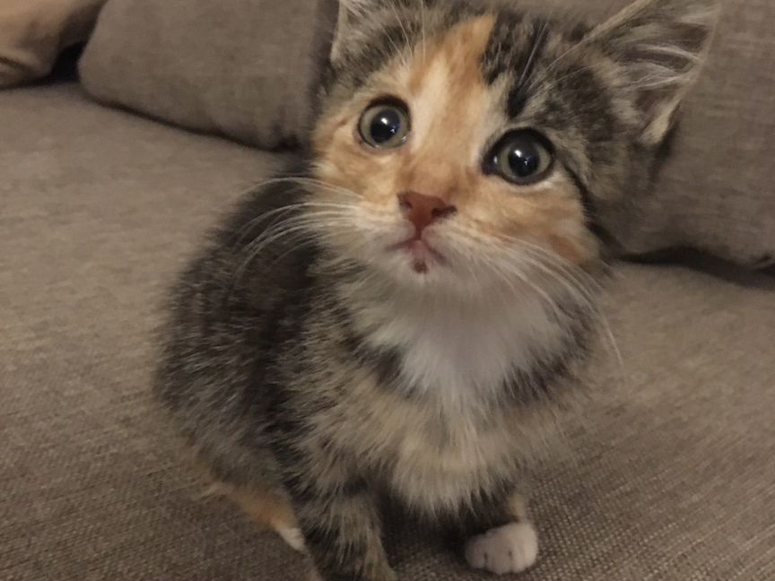 Котёнок