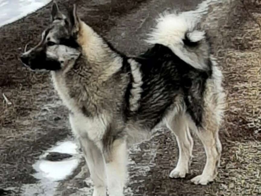 Вязка. Кобель зсл