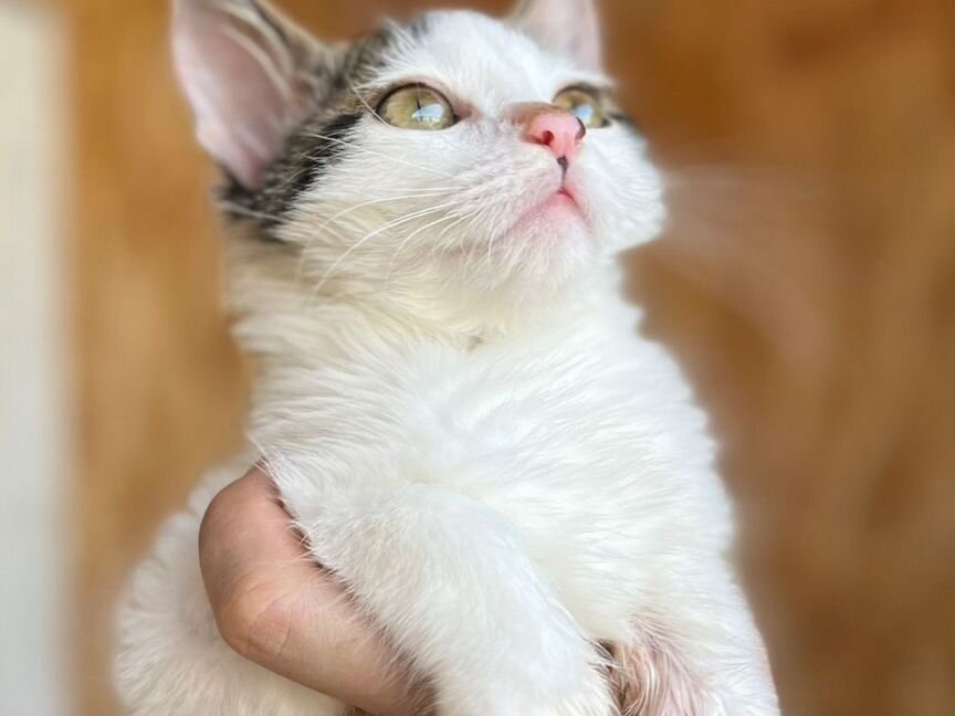 Пушистый котёнок