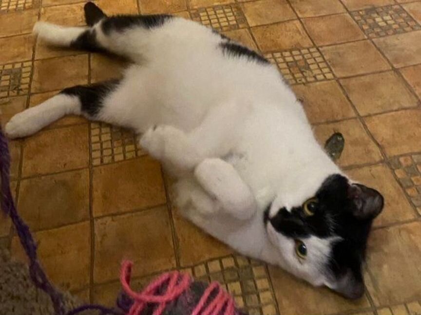 Кот в самые добрые руки