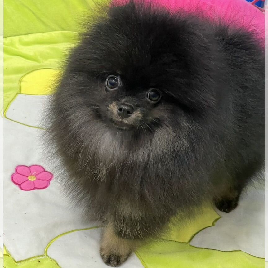 Померанский шпиц, щенок