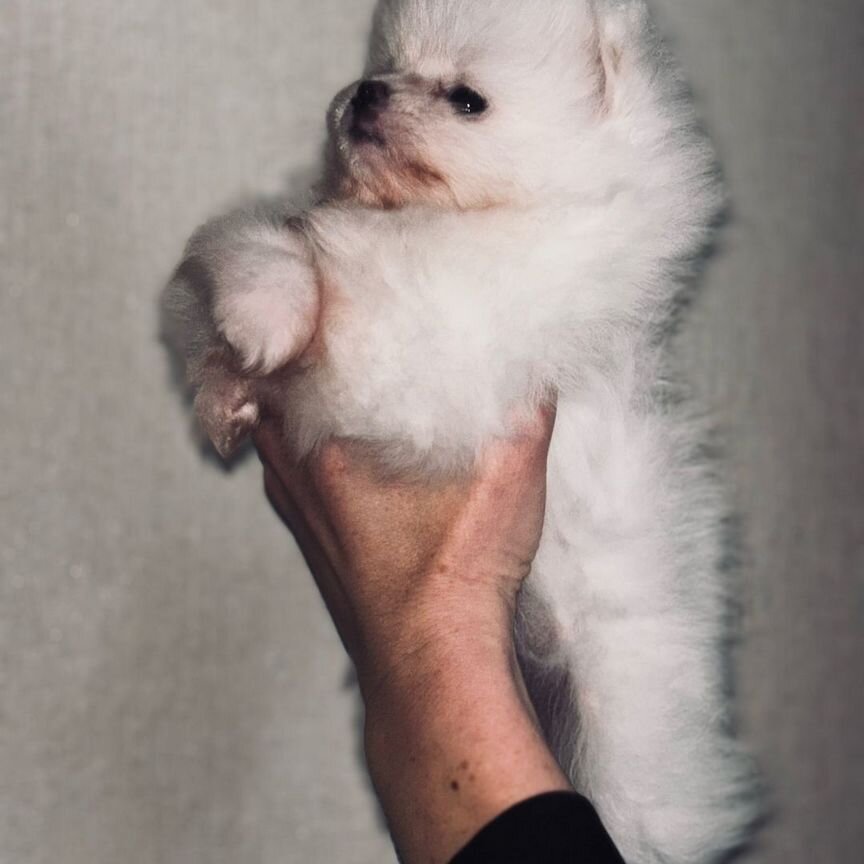 Померанский шпиц, щенок