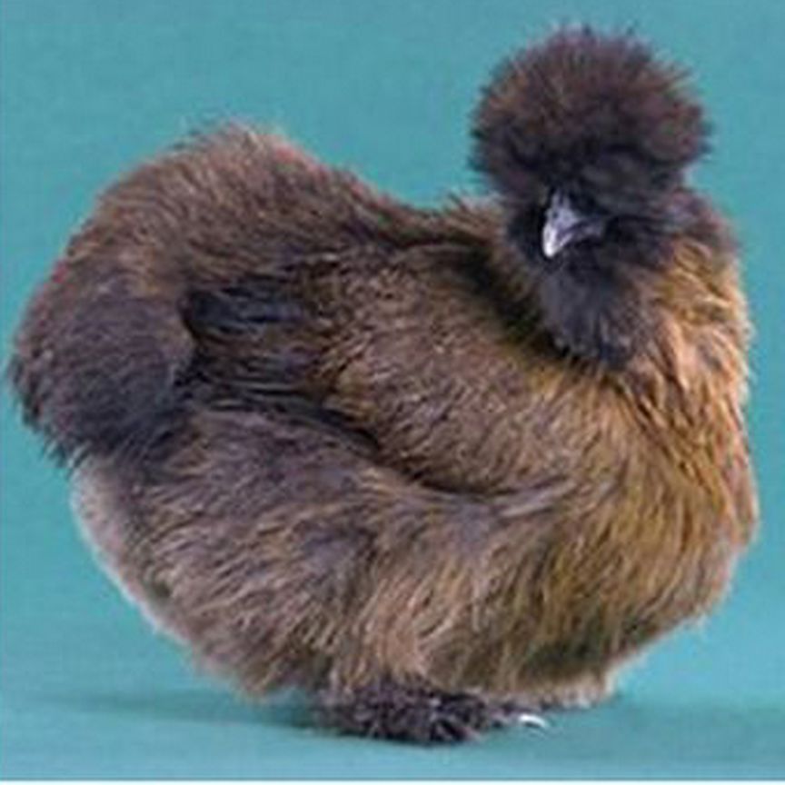 Молодые петушки