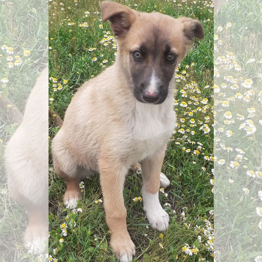 Щенок в добрые руки