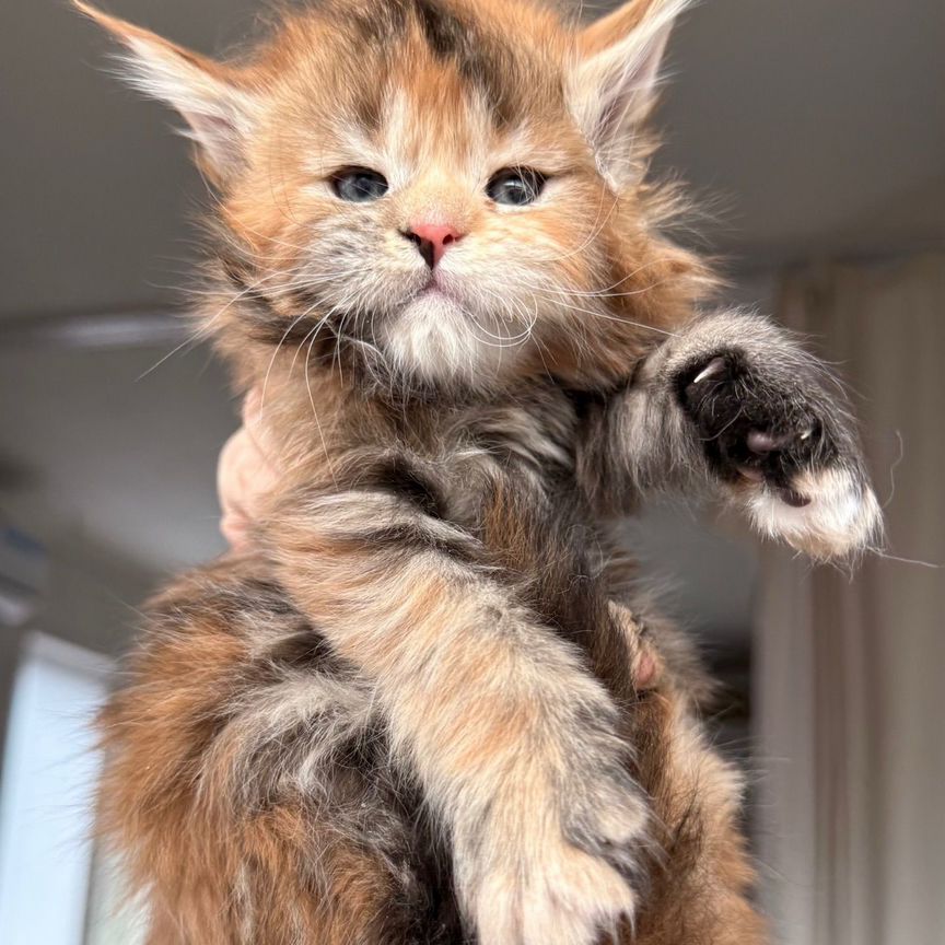 Мейн-кун котёнок