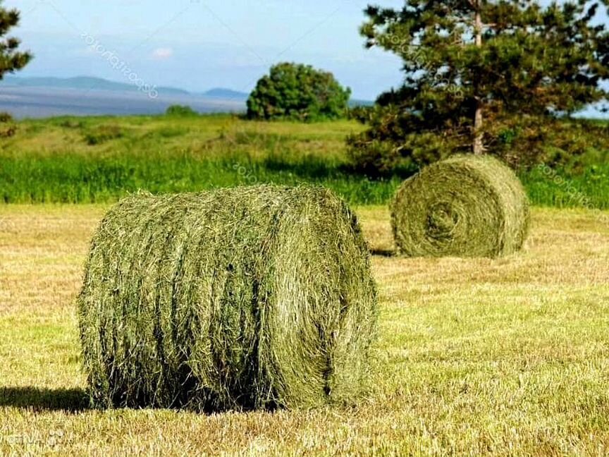 Сено в рулонах 2024г по 250 кг 2т