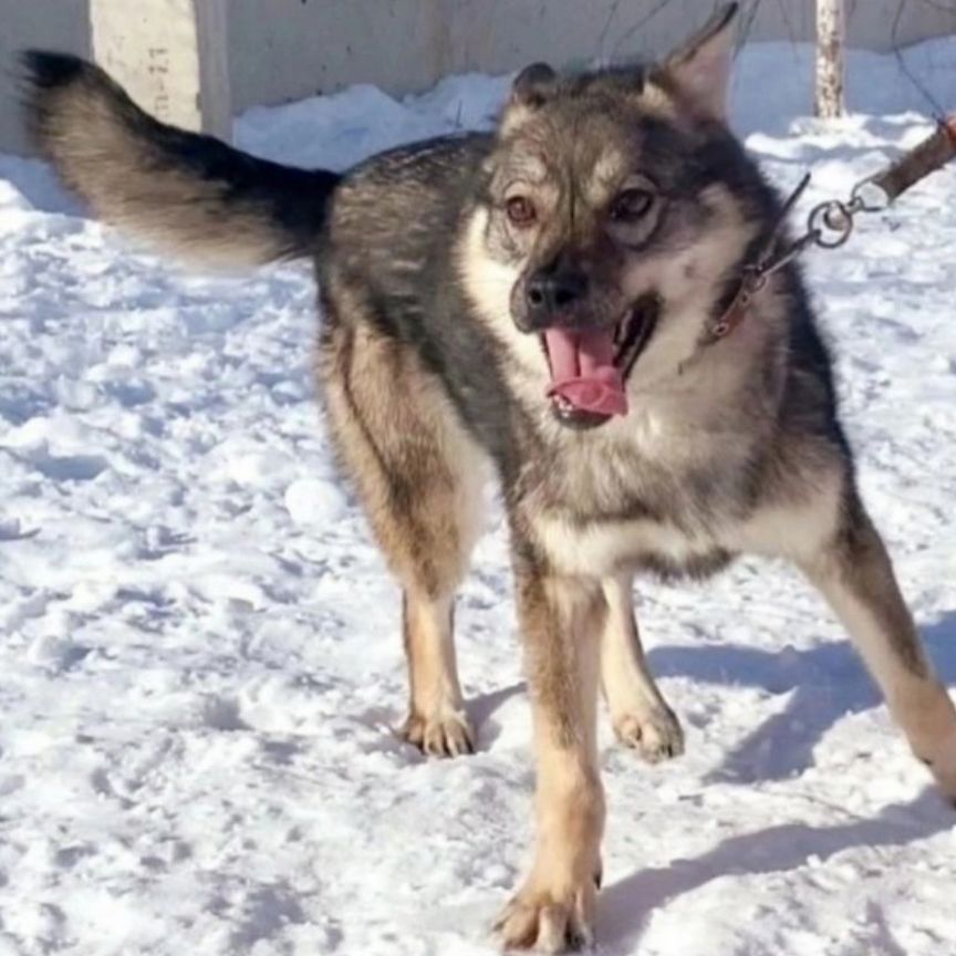 Взрослая собака в добрые руки