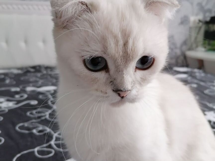 Кошка британская колор поинт, скоттиш фолд