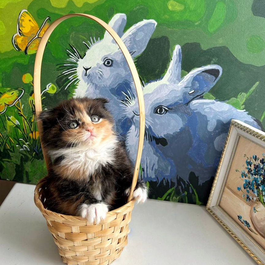 Котёнок в добрые руки