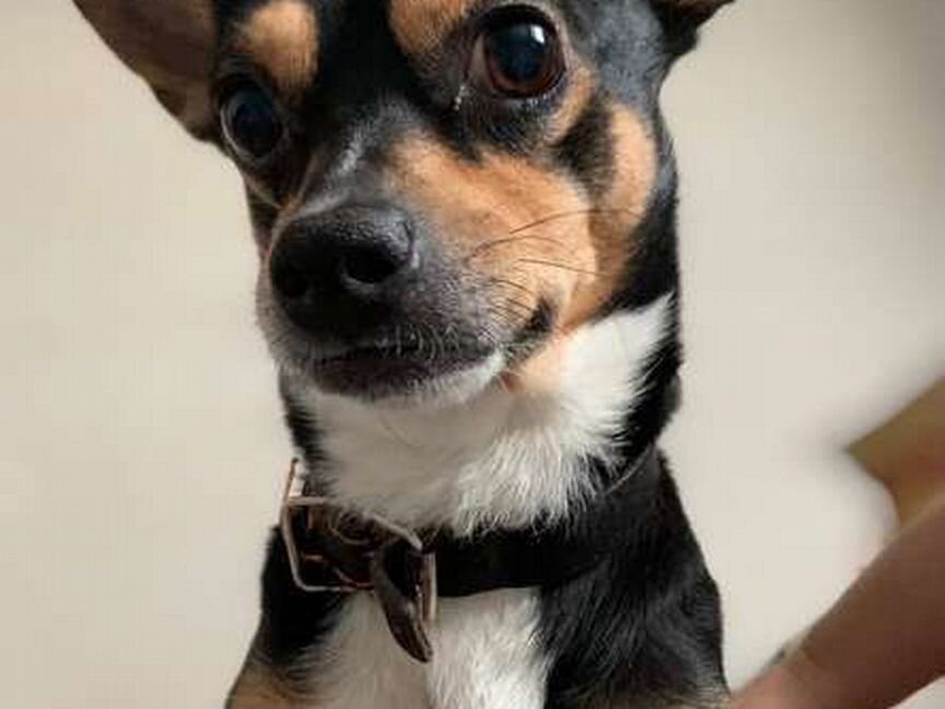 Русский той-терьер вязка(мальчик)