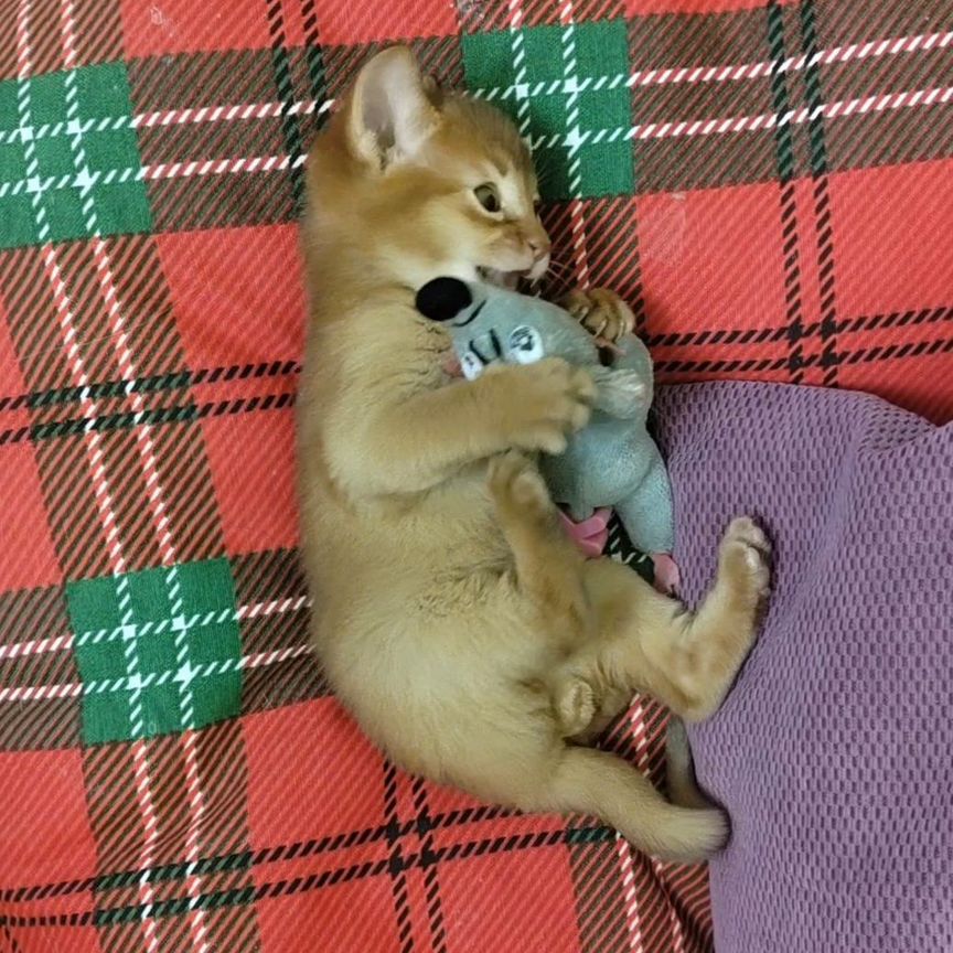 Абиссинский котёнок